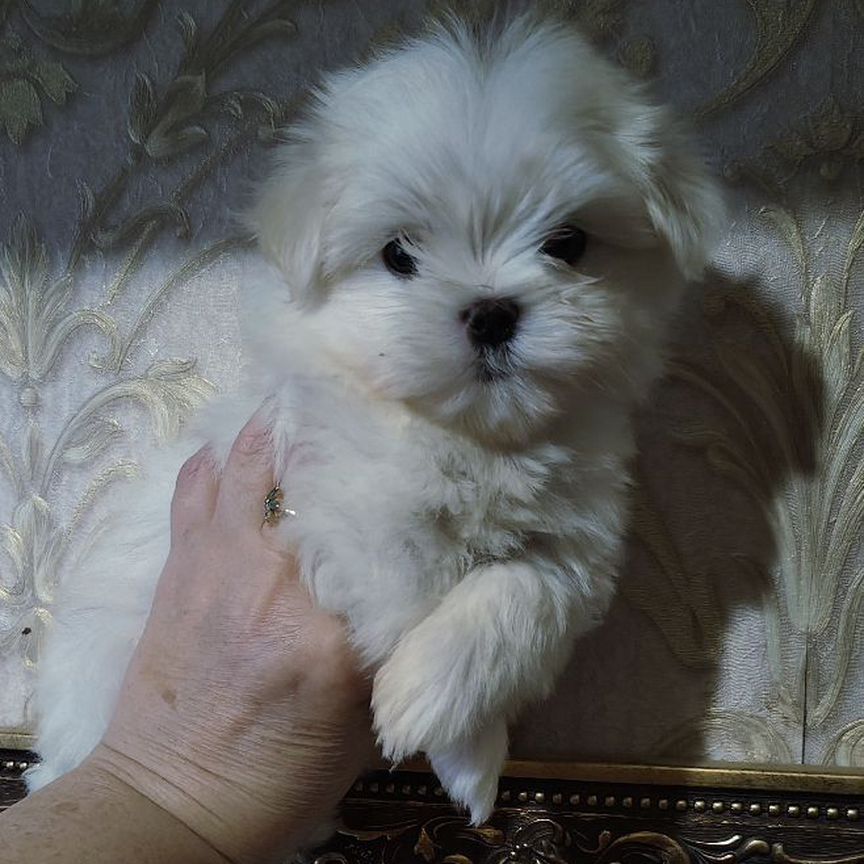 Мальтийская болонка, щенок