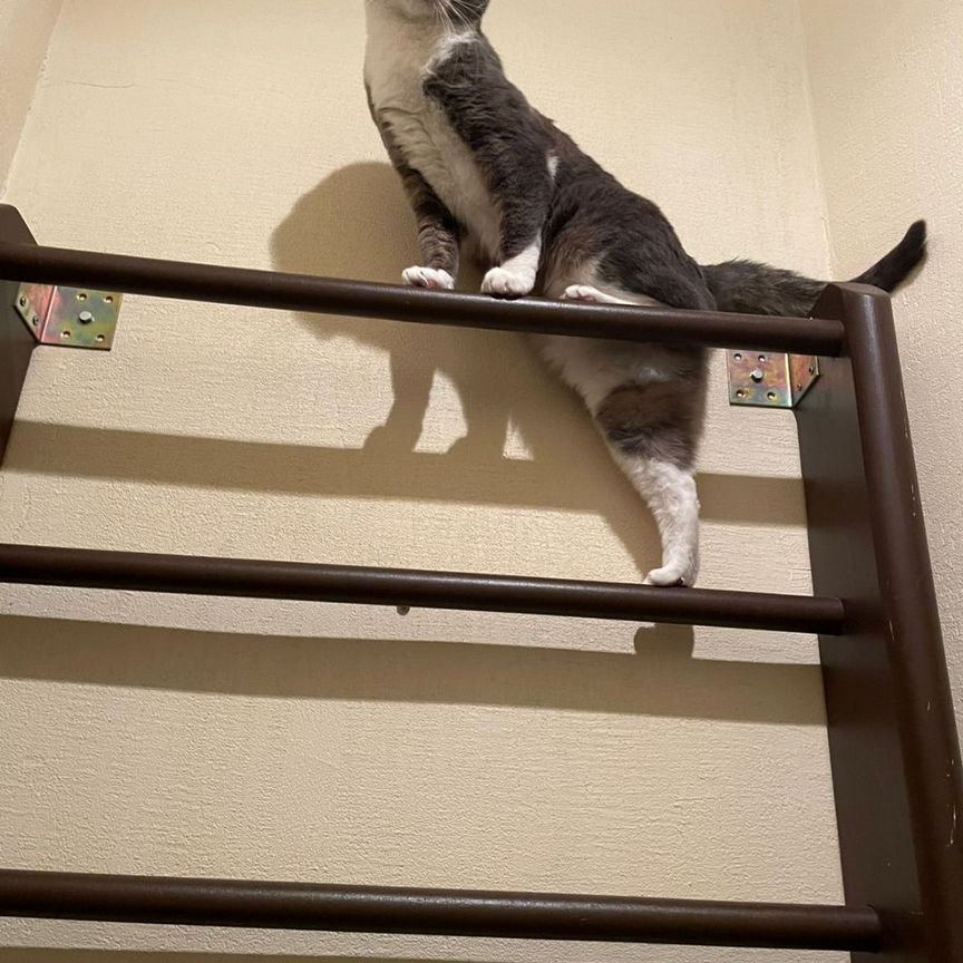 Кошечка