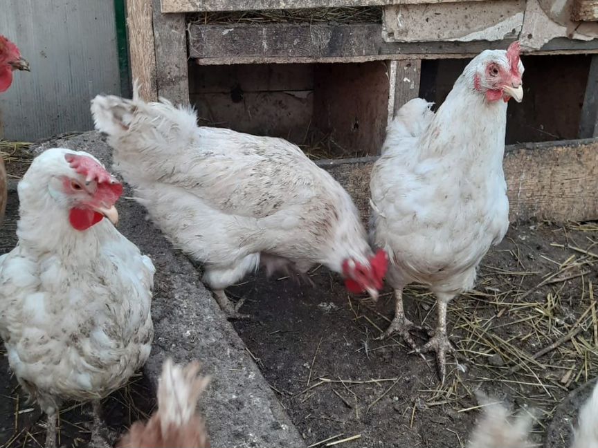 Куры несушки 1.5 годовалые