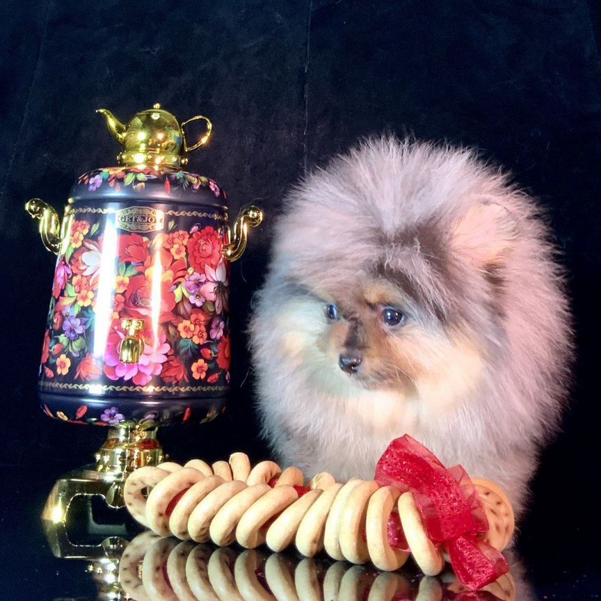 Померанский шпиц мини мальчик