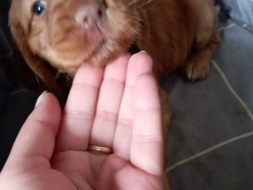 Русский кокер спаниель