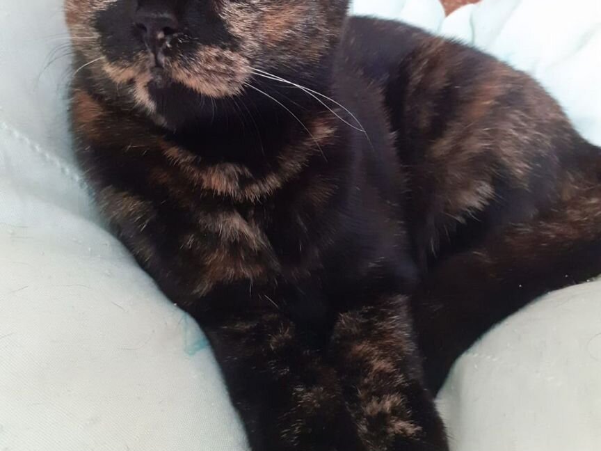 Стерилизованная кошечка,метис с мейнкуном