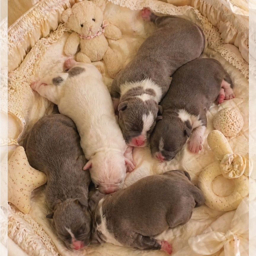 Американский булли, щенок