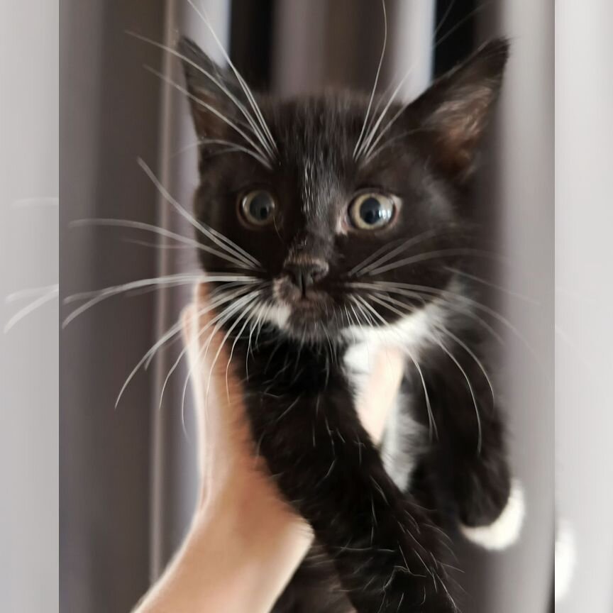 Котёнок в добрые руки