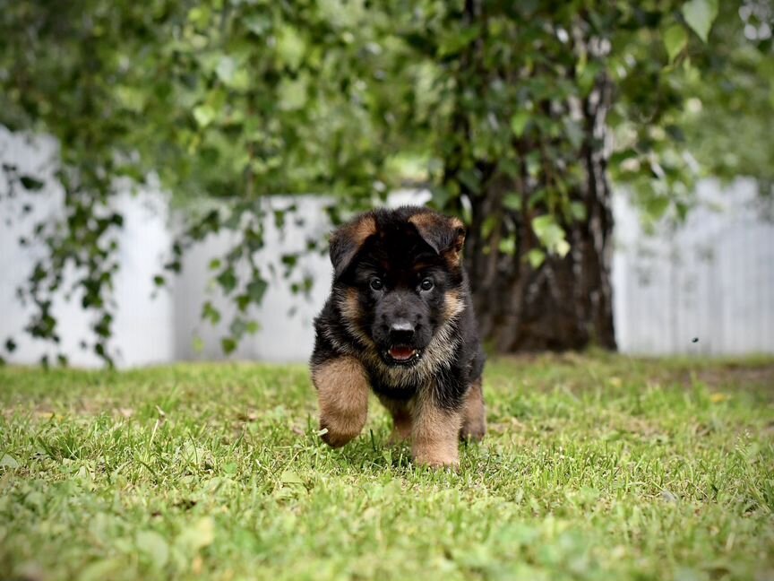 Высокопородная Девочка Немецкой овчарки