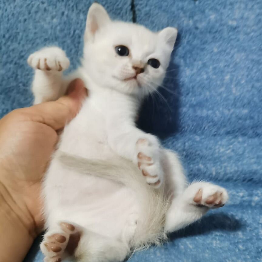 Необычные малышки