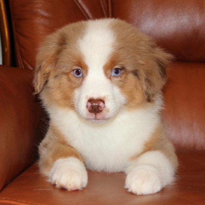 Девочка миниаусси