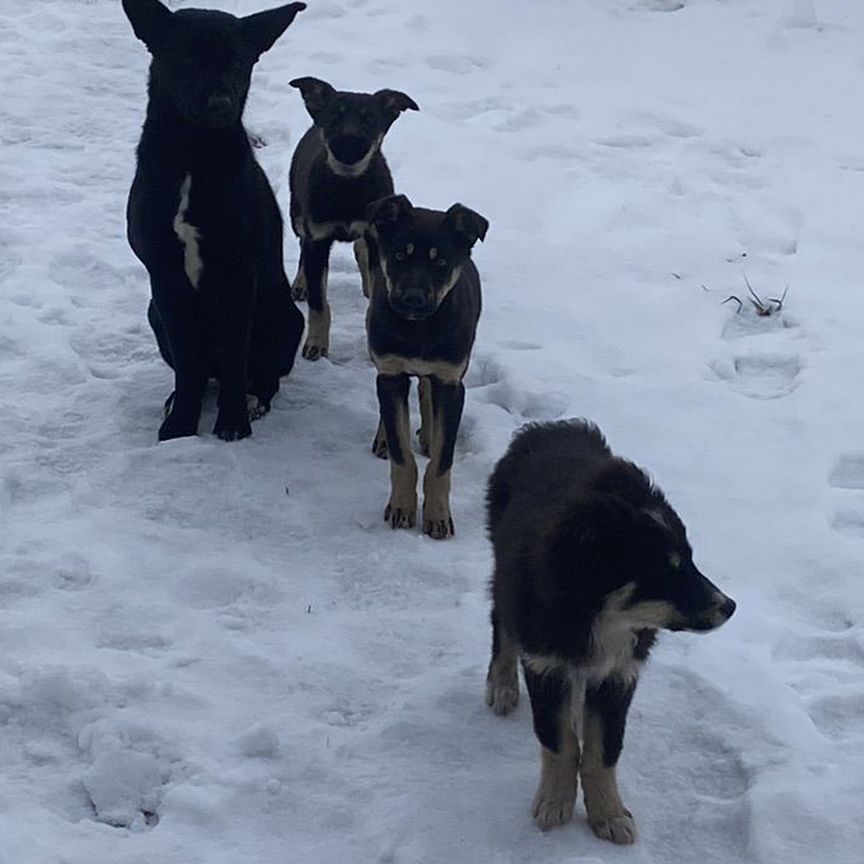 Щенок в добрые руки