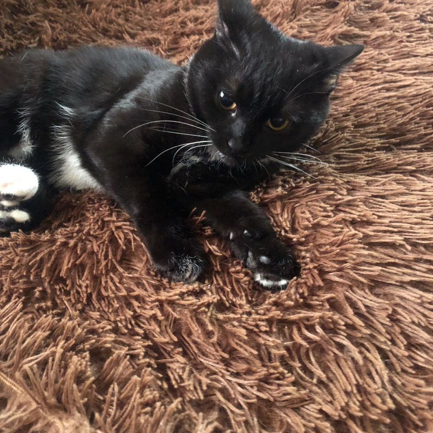 Котенок Прелесть