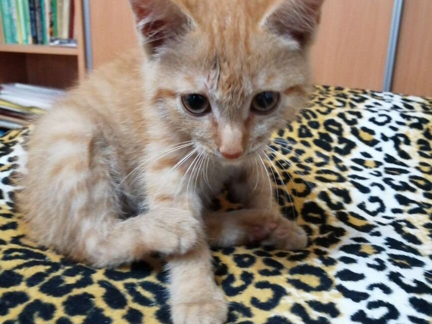 Котёнок девочка 2-3 месяца