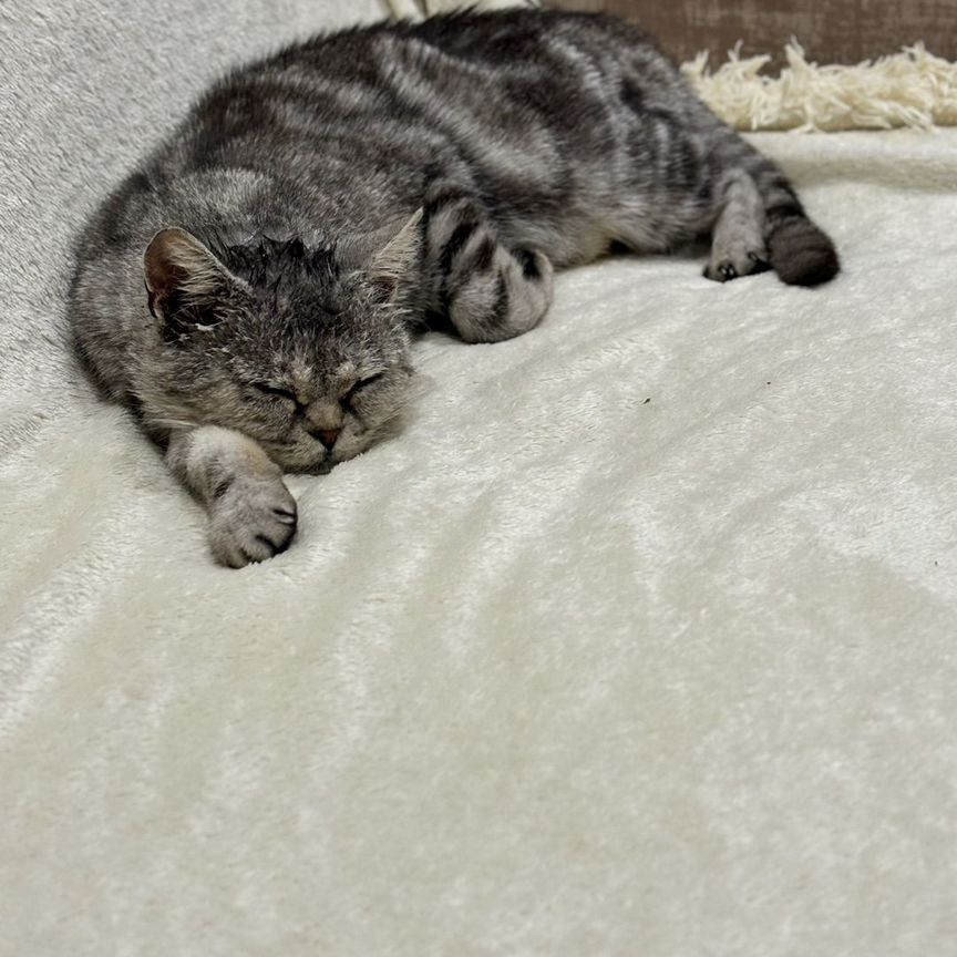 Британская кошечка