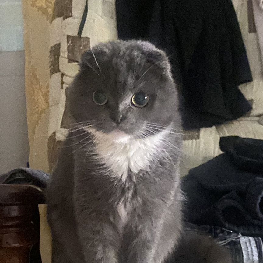 Отдам кошку в добрые руки