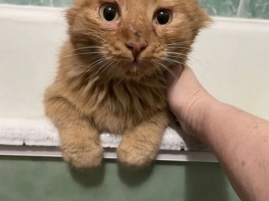 Марсик ищет дом