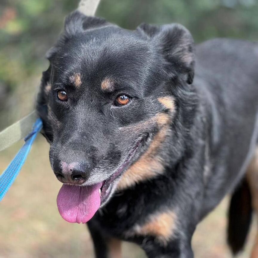 Собака в добрые руки