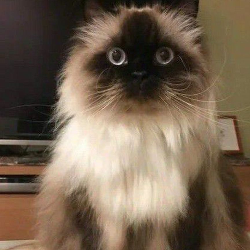 Гималайский кот