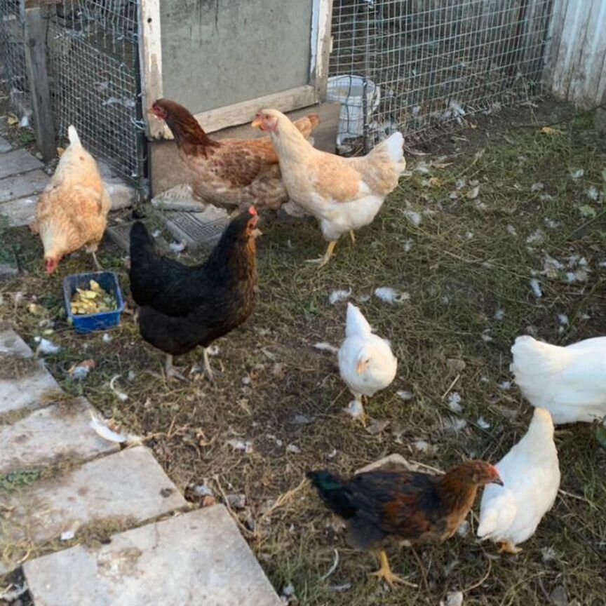 Куры несушки