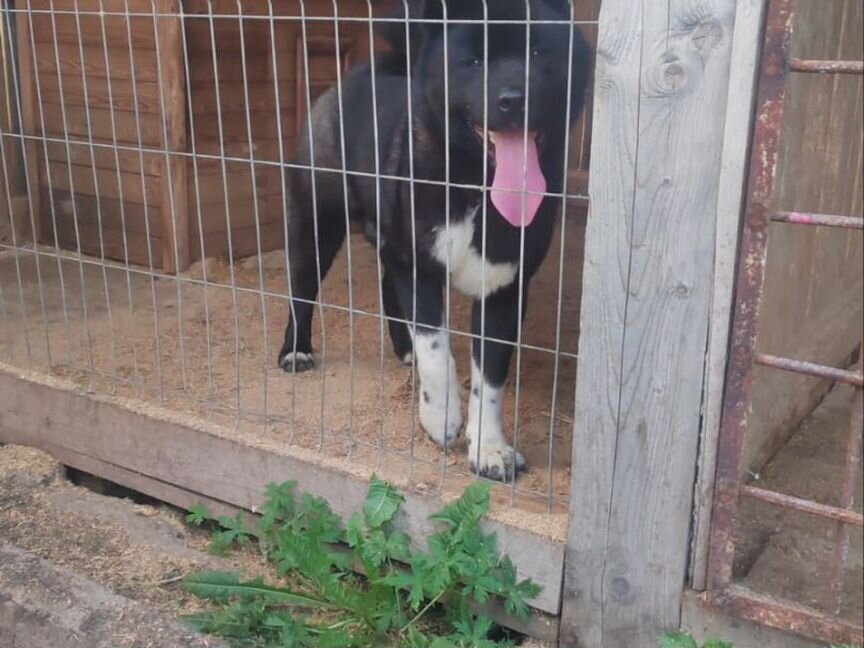 Американская акита