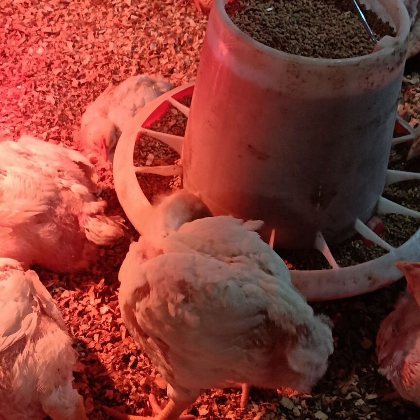 Продам подрощенного бройлера коб-500.выв 1 марта