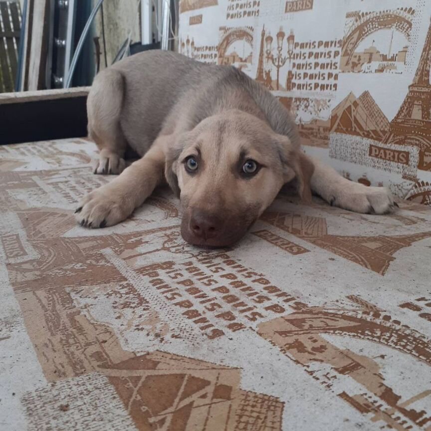 Собака в добрые руки