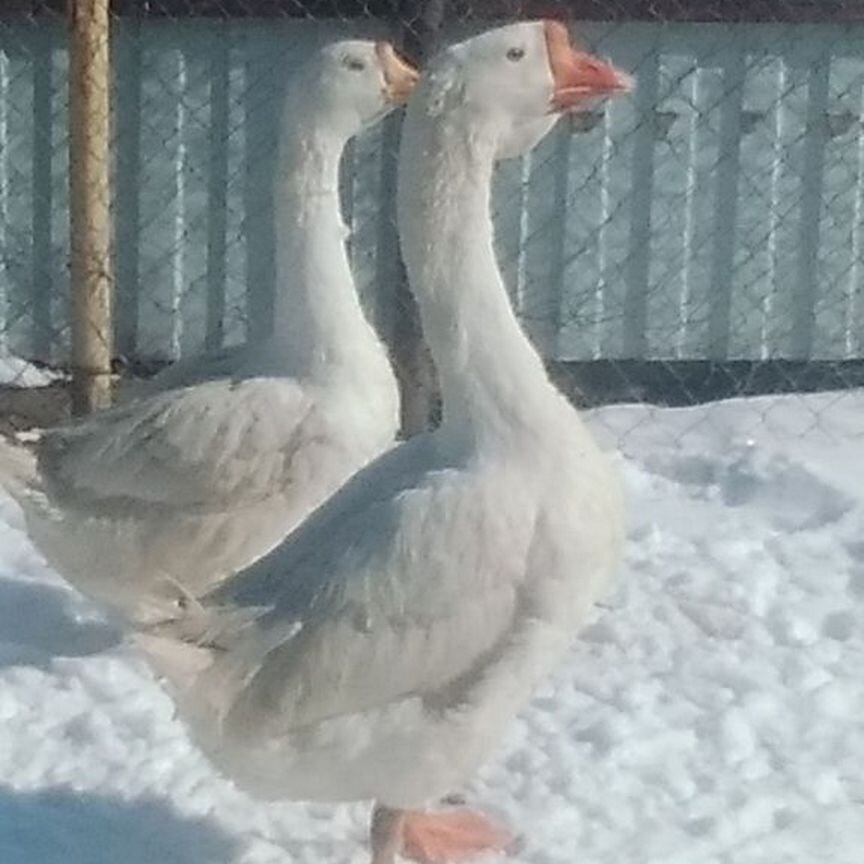 Гусь