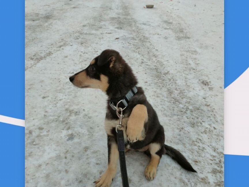 Щенок полукровка в хорошие руки