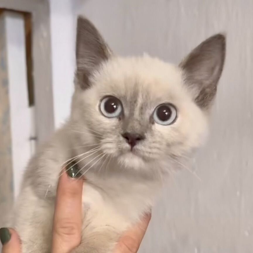 Вот такая красота