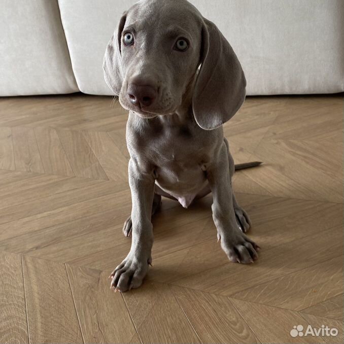 Веймаранер щенок