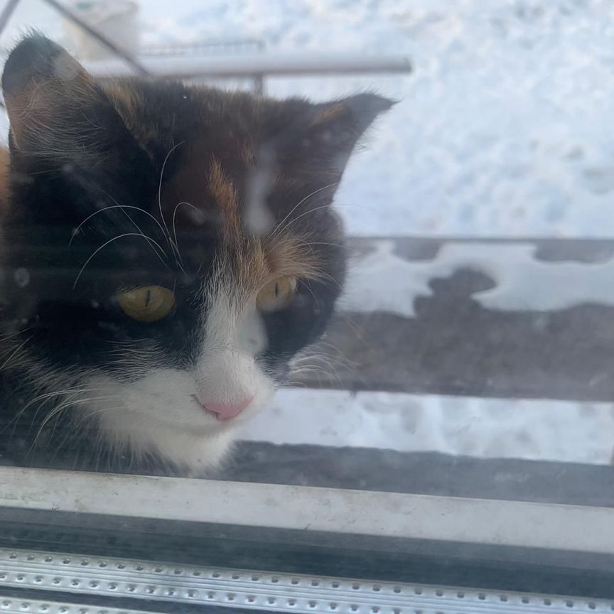 Кошечка прибилась в саду