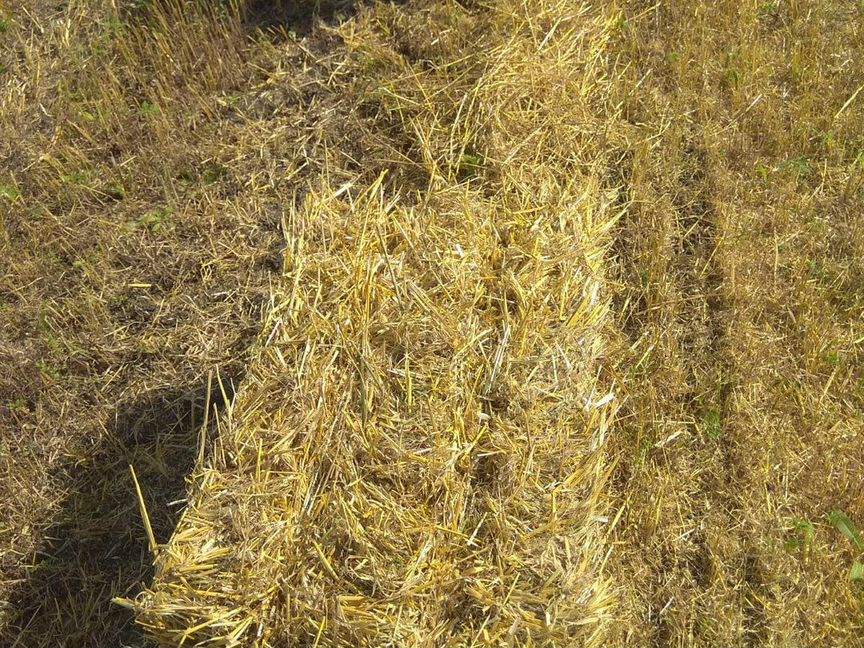 Солома ячменная