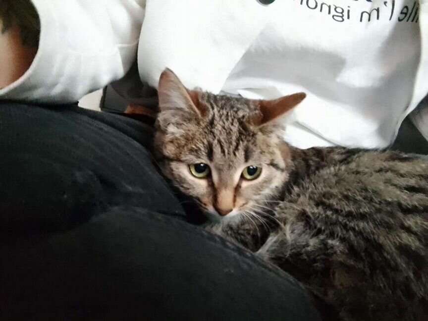 Кошка
