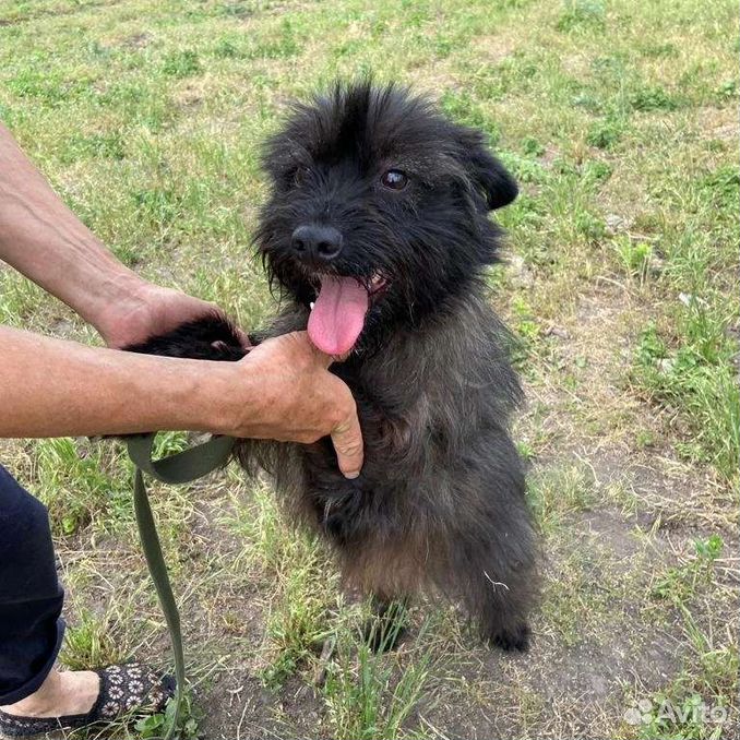 Молодая небольшая собака Маша