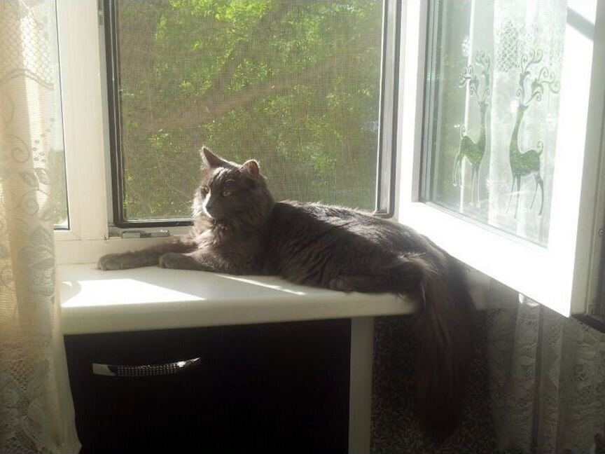 Потерялся кот СНТ "Березка"