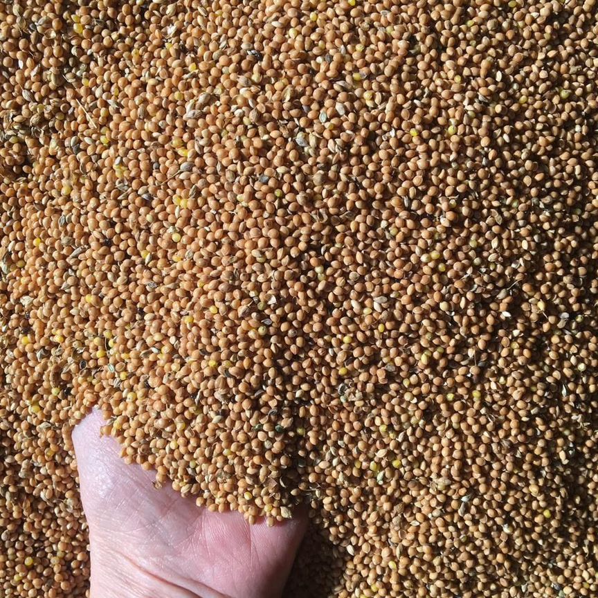 Просо желтое