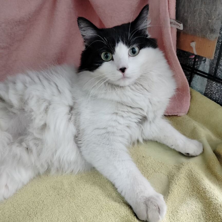Кот