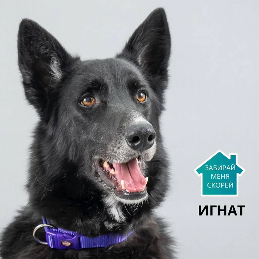 Взрослый пёс из приюта