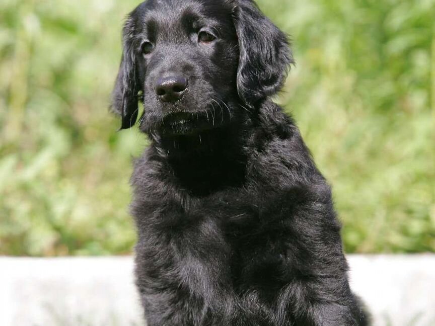 Прямошерстный ретривер
