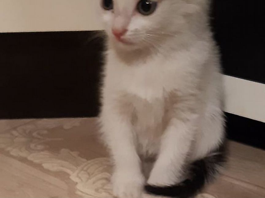 Котенок в добрые руки