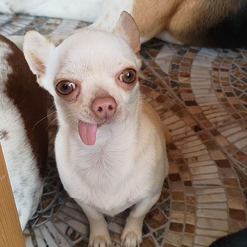 Чихуахуа, вязка