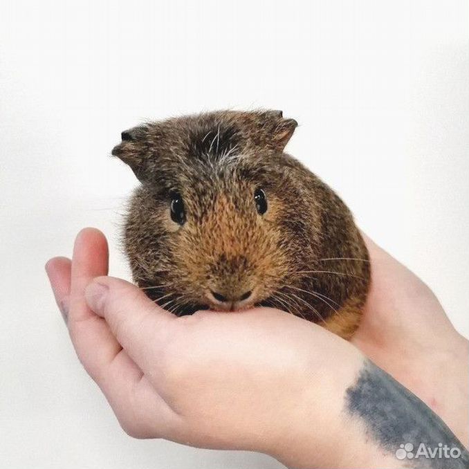 Морская свинка агути крестед