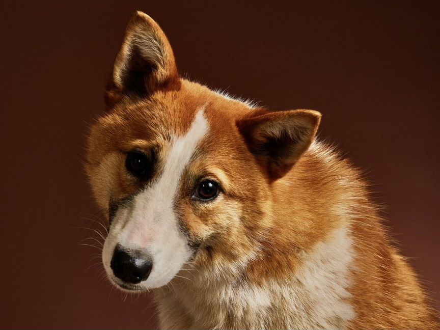 Лисичка в добрые руки, 8 месяцев