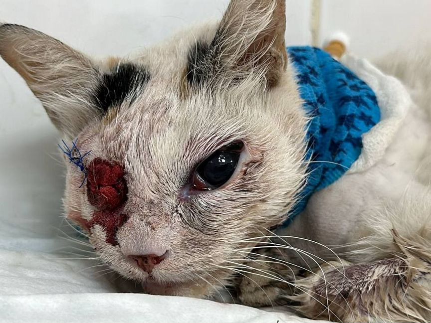 Слепая кошечка Белка в добрые руки