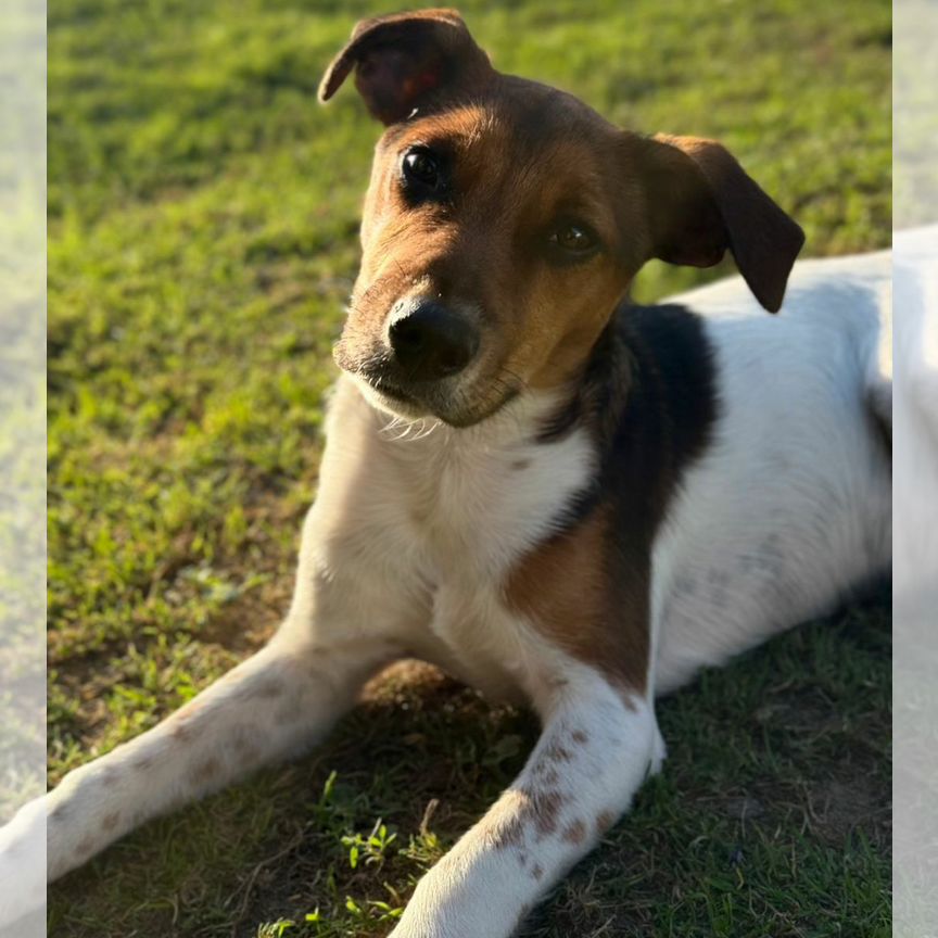 Парсон-рассел-терьер, щенок