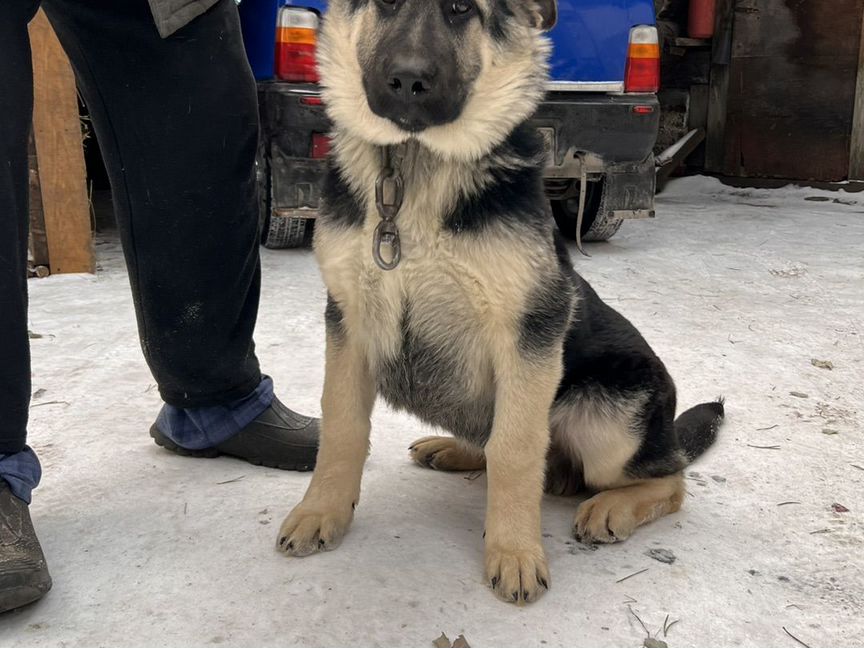 Восточноевропейская овчарка