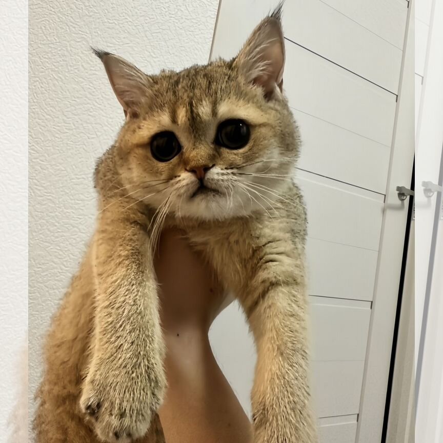 Британский короткошёрстный котёнок