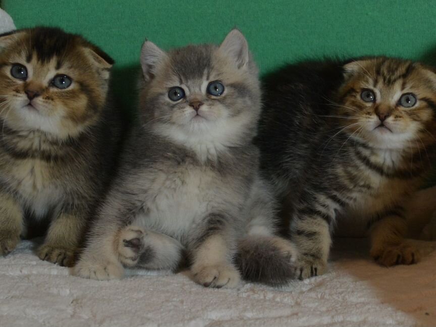 Вислоухие красивые котятки