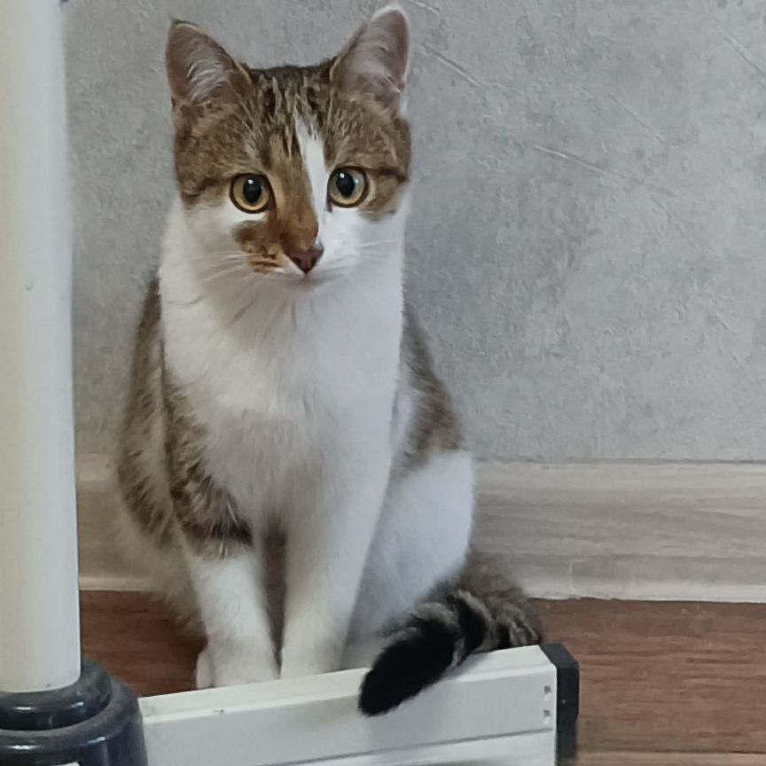 Котенок
