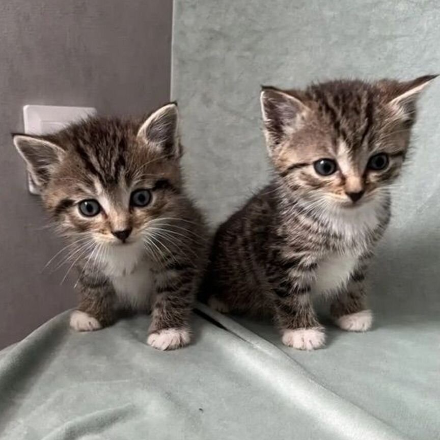 Британский длинношёрстный котёнок