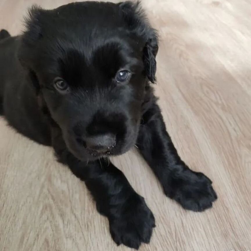 Лабрадор-ретривер, щенок