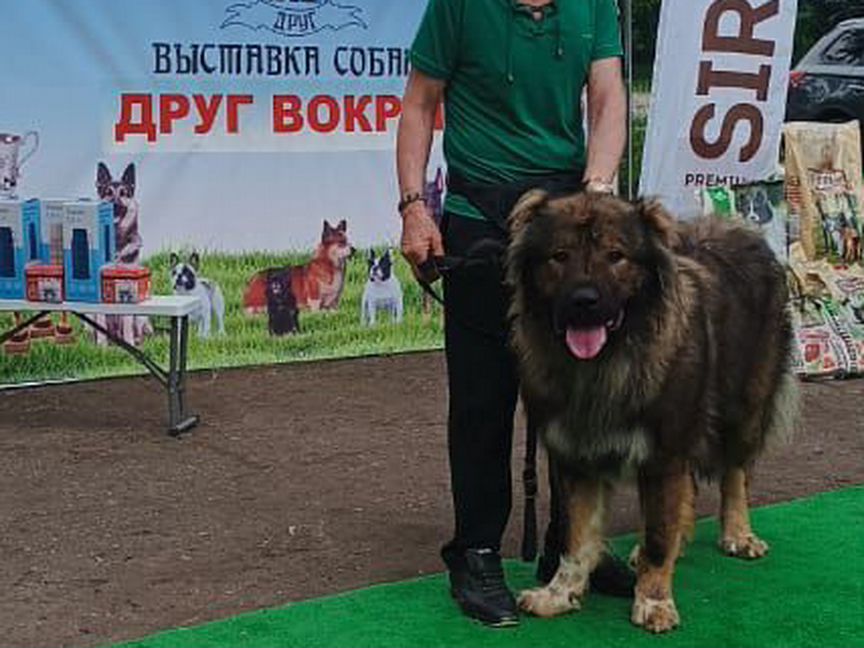 Кавказская и сао