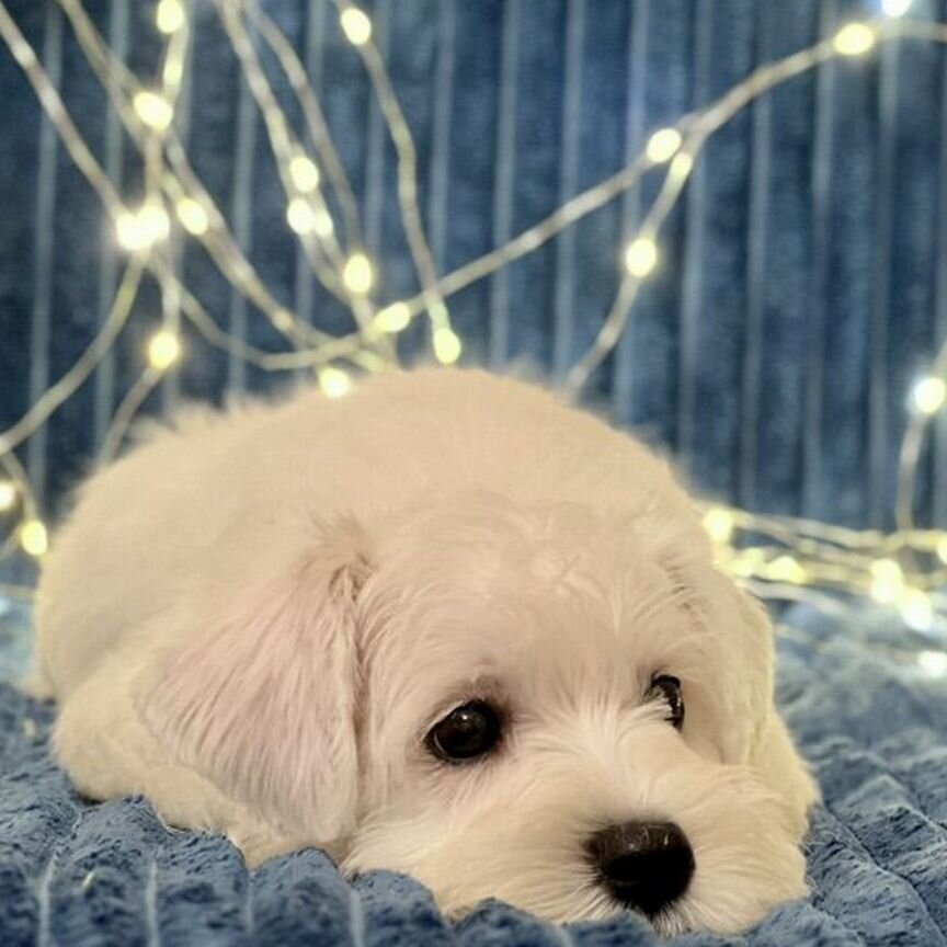 Цвергшнауцер, щенок